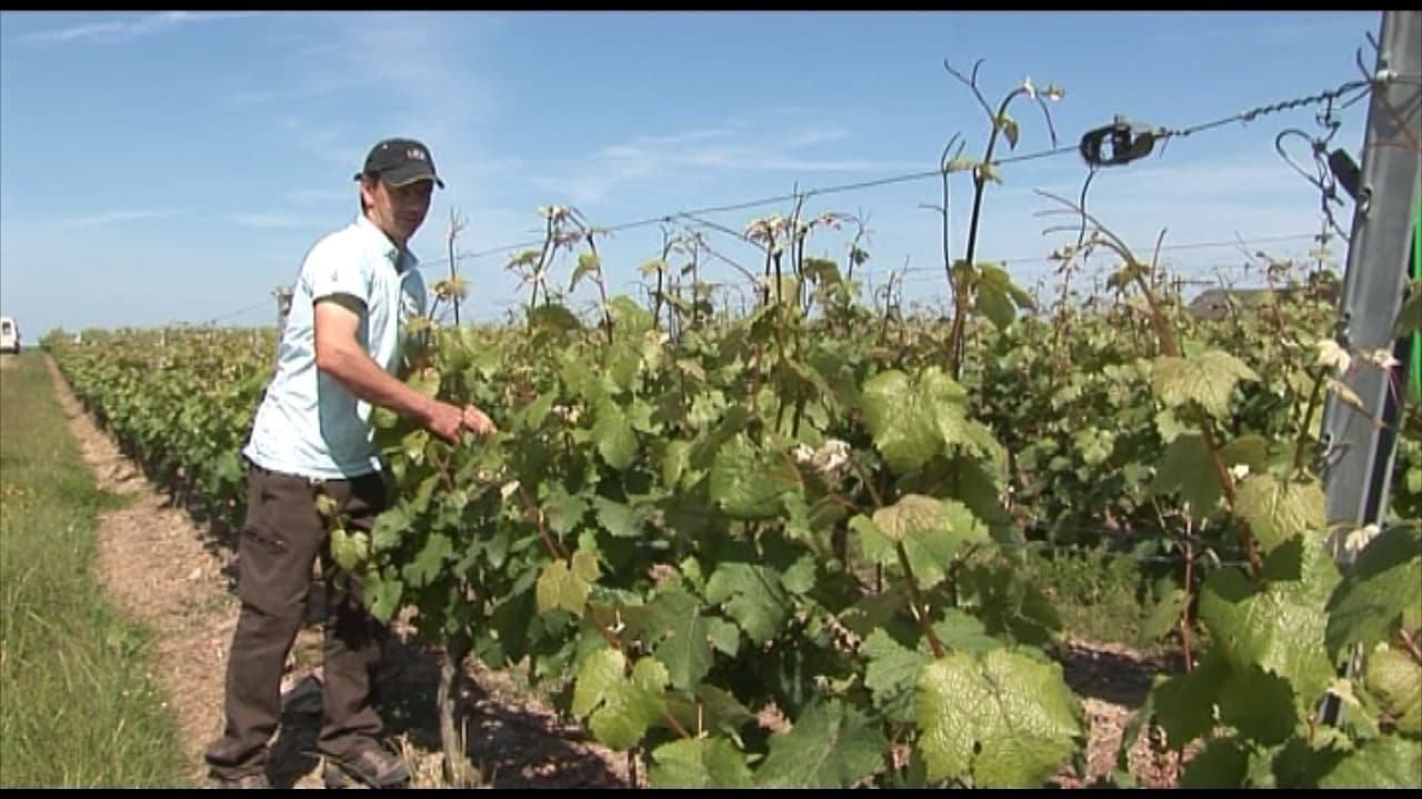 EARL CHRISTOPHE BROUARD - La Loire à Vélo